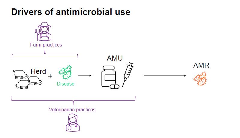 Investigating the Drivers of Antimicrobial Use in the Danish Pig Production